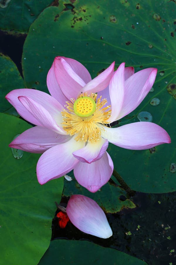 Lotus stock photo. Image of ecology, bloom, lilies, flower - 75454956