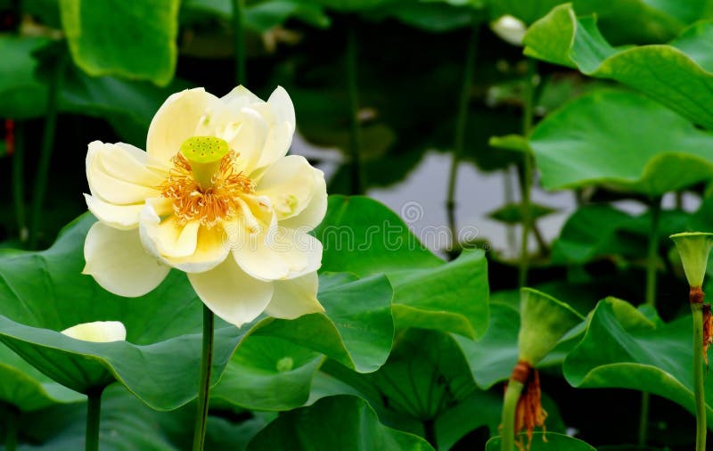 Lotus stock image. Image of flower, yellow, green, water - 31857413