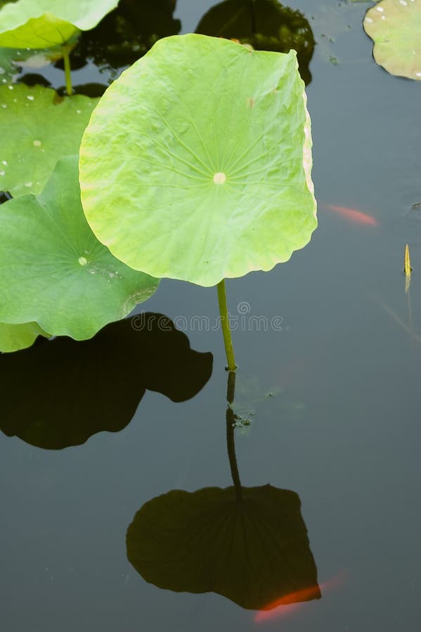 Lotus and Goldfish stock image. Image of plan, hangzhou - 15389065
