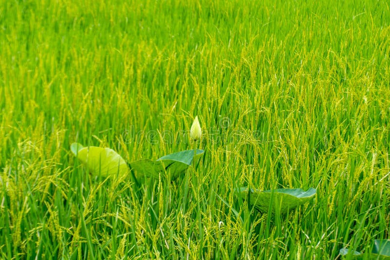 Lotus Green the Green Fields of Rice and Grains. Stock Image - Image of ...