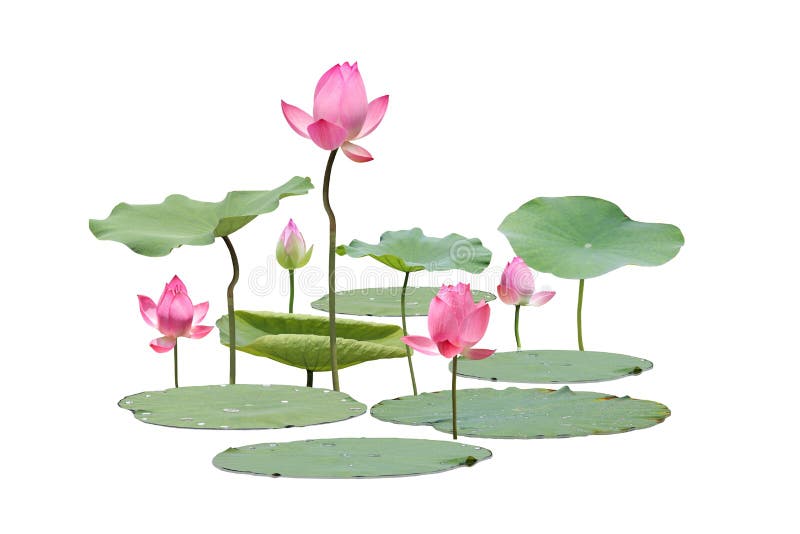 Group of Lotus Stems, Leaves and Flowers Blooming, Panoramic View Stock ...