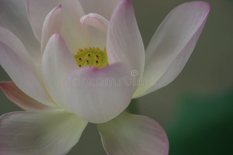 Lotus grow from mud stock image. Image of pink, relax - 127573405