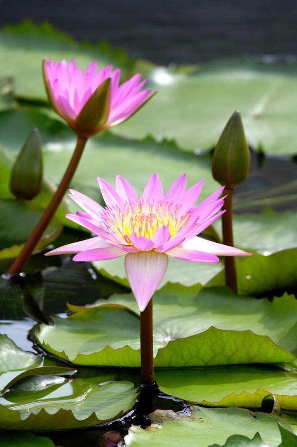 Baby lotus stock image. Image of river, pond, garden, wild - 901695