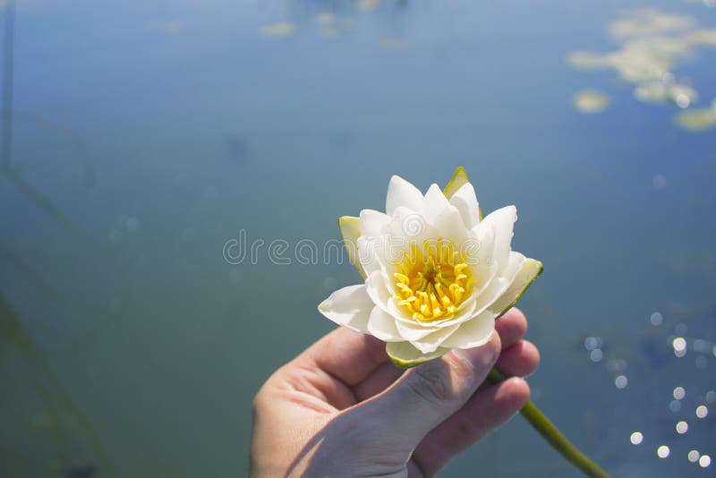 Lotus in hand of buddha stock photo. Image of meditation - 20889462