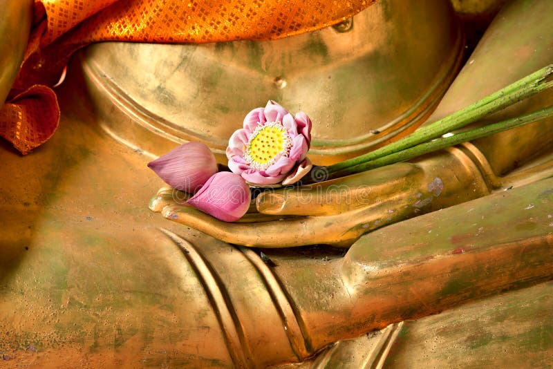Lotus in hand of buddha stock photo. Image of meditation - 20889462