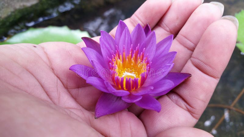 Lotus in hand of buddha stock photo. Image of meditation - 20889462