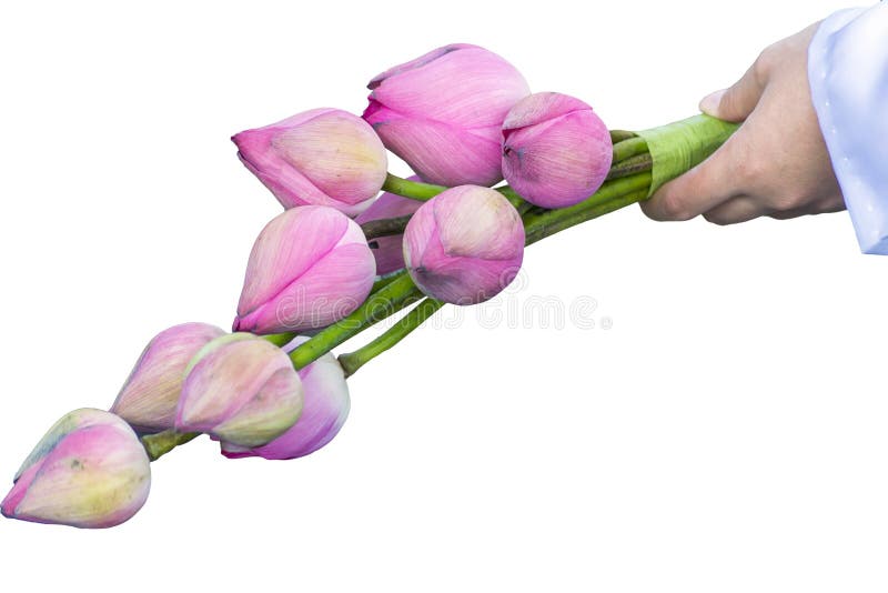 Lotus in hand stock illustration. Illustration of design - 31755293