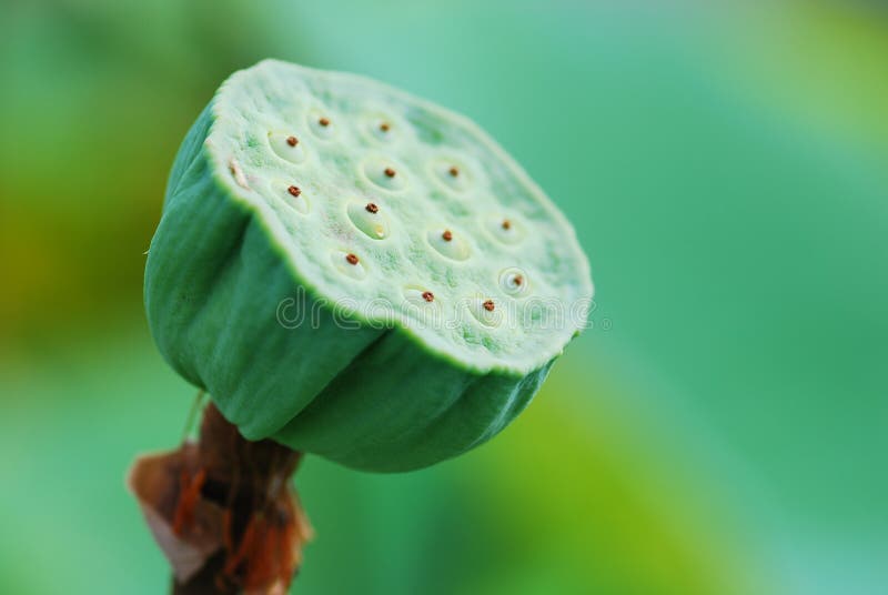 Lotus head stock photo. Image of green, plant, backgrounds - 11802482