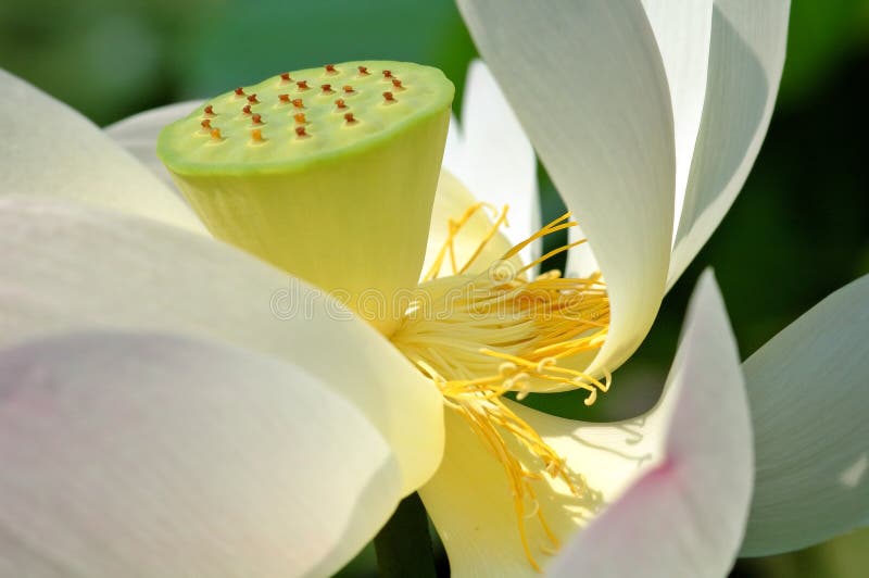 Lotus heart stock photo. Image of nymphaeaceae, outdoor - 1021626