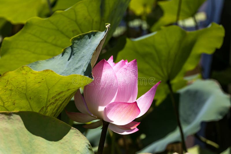 Lotus stock image. Image of flower, wetland, plant, leaves - 96802569