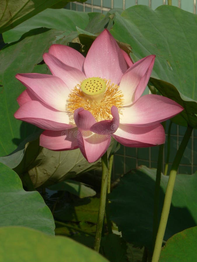 Lotus is holy and elegant stock photo. Image of india - 94793882
