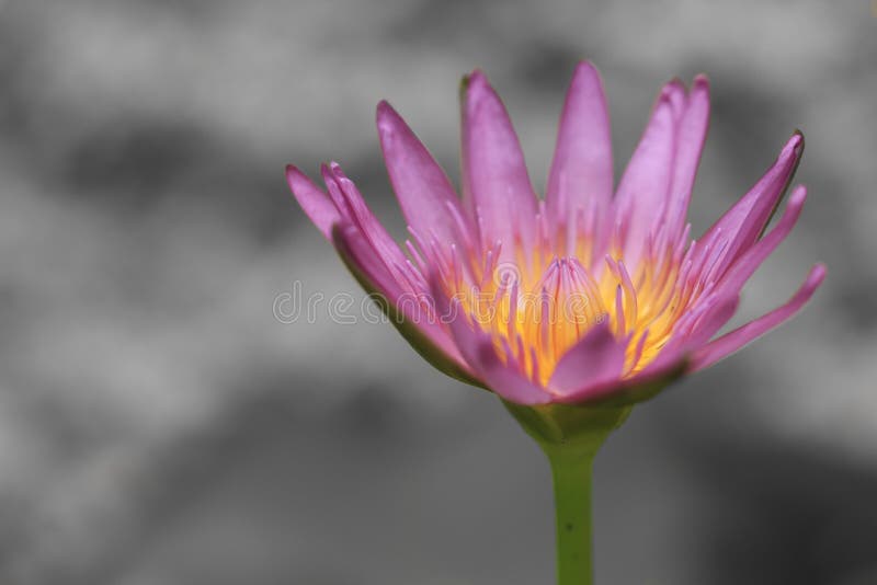 Lotus stock photo. Image of landscape, india, nature - 42533018