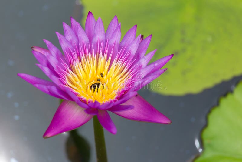 Lotus and insect stock photo. Image of nature, reflection - 65451560