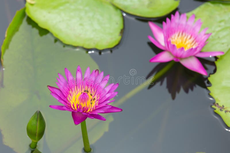 Lotus and insect stock image. Image of botanical, pink - 65451595