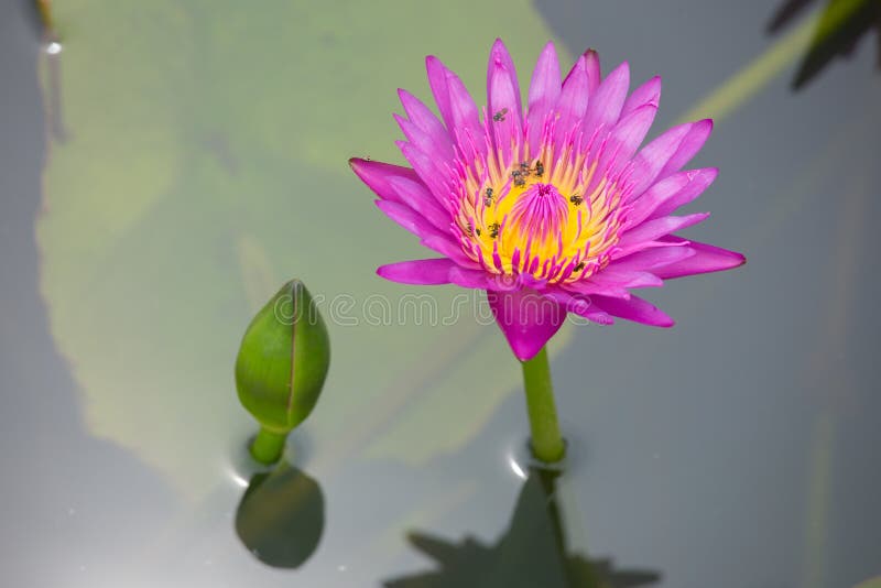 Lotus and insect stock image. Image of colors, beauty - 65451633