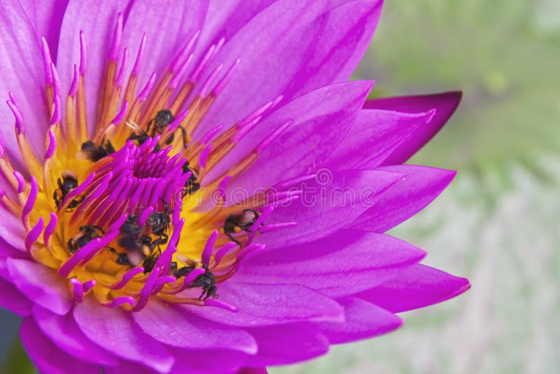 Lotus and insects. stock image. Image of beautiful, animal - 34695913