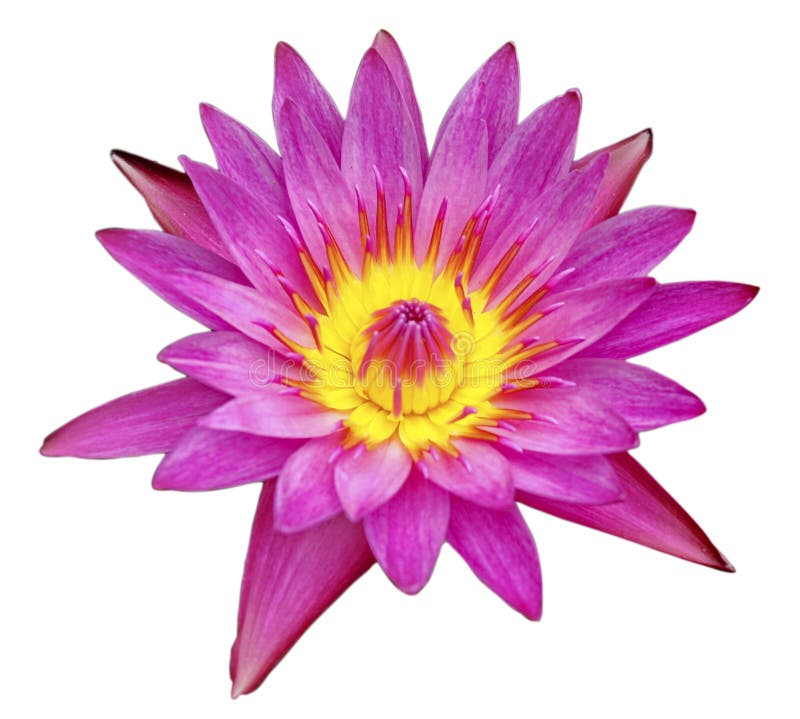 Lotus isolated stock image. Image of color, lotus, flower - 33233189