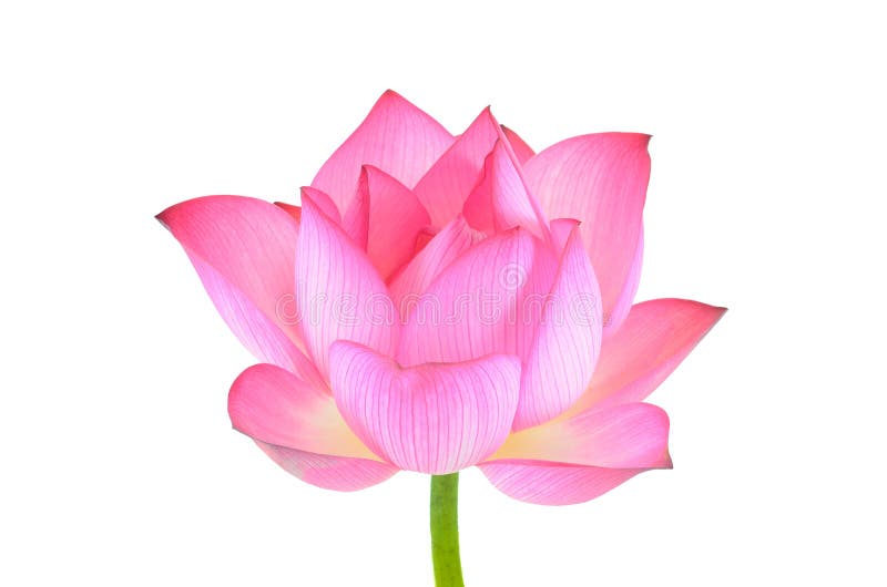 Lotus Isolated on White Background Stock Image - Image of beautiful ...
