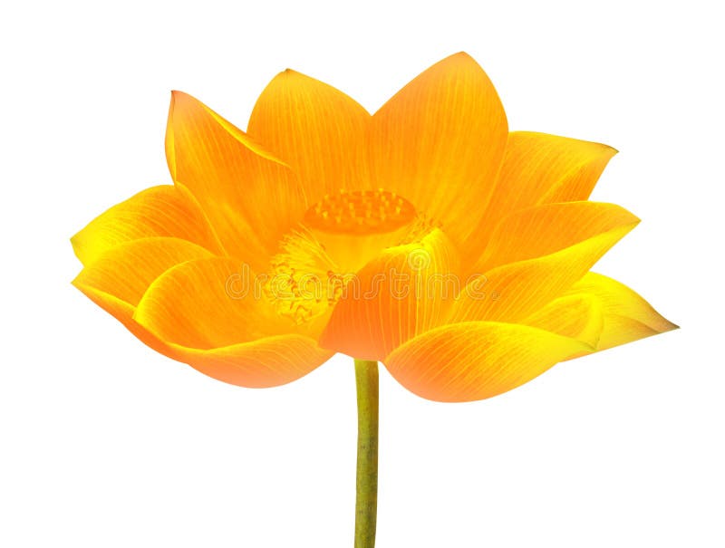 Lotus Isolated on White Background Stock Photo - Image of colorful ...