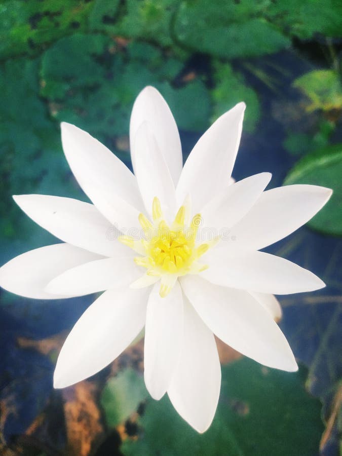 Lotus king of flowers stock photo. Image of daisy, tulip - 196311252