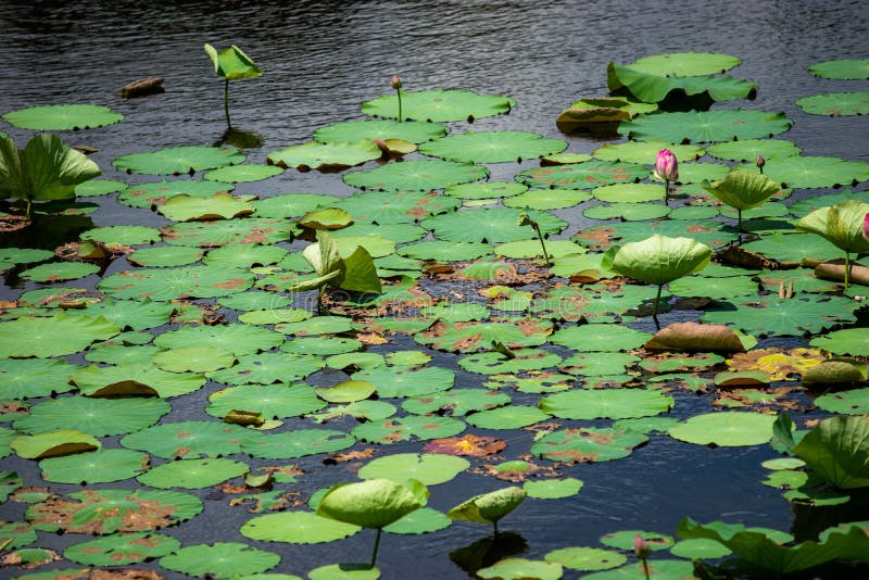 Pink Lotus in a Large Swamp in the Sun Stock Image - Image of color ...