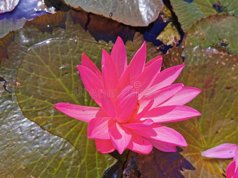 A lotus on the lake stock image. Image of petal, tree - 203377255