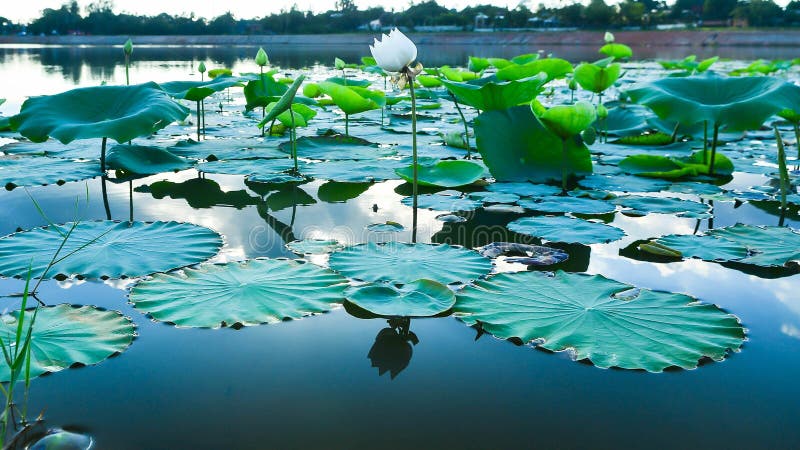 Lotus in lake stock image. Image of banner, nature, blue - 60155969