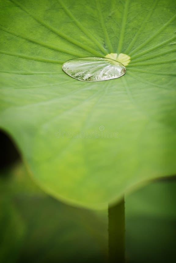 Lotus Leaf stock photo. Image of clean, lotus, ecology - 11269802