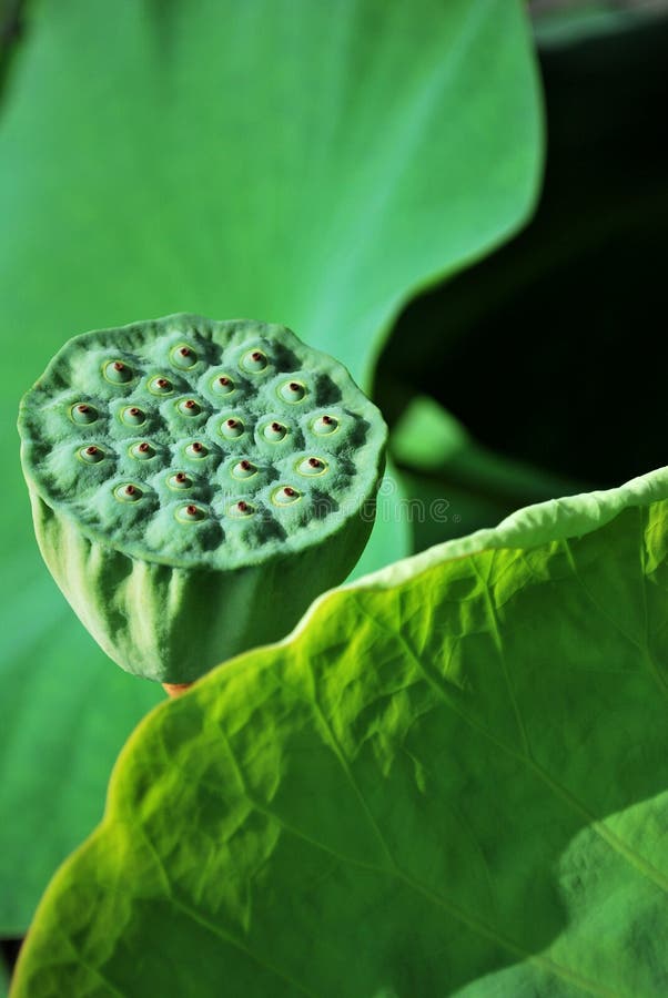 Lotus leaf stock image. Image of shape, religion, generic - 7909789