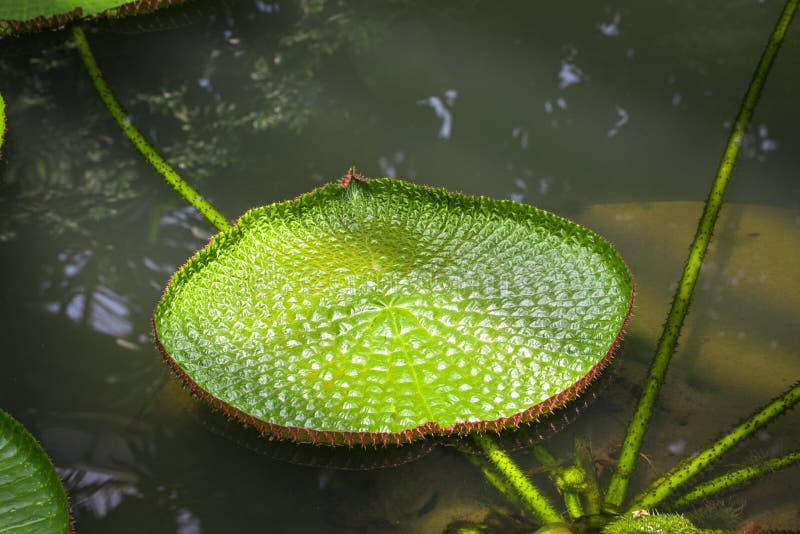 Lotus leaf stock image. Image of float, spring, beautiful - 58799061