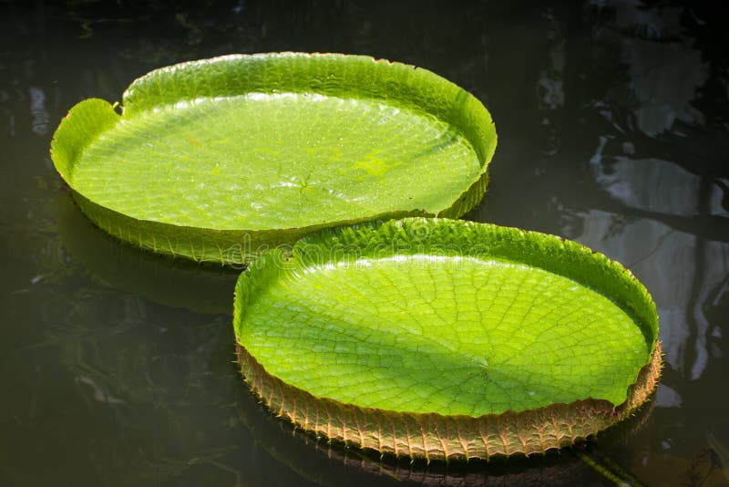 Lotus leaf stock photo. Image of swamp, outdoors, size - 58799562