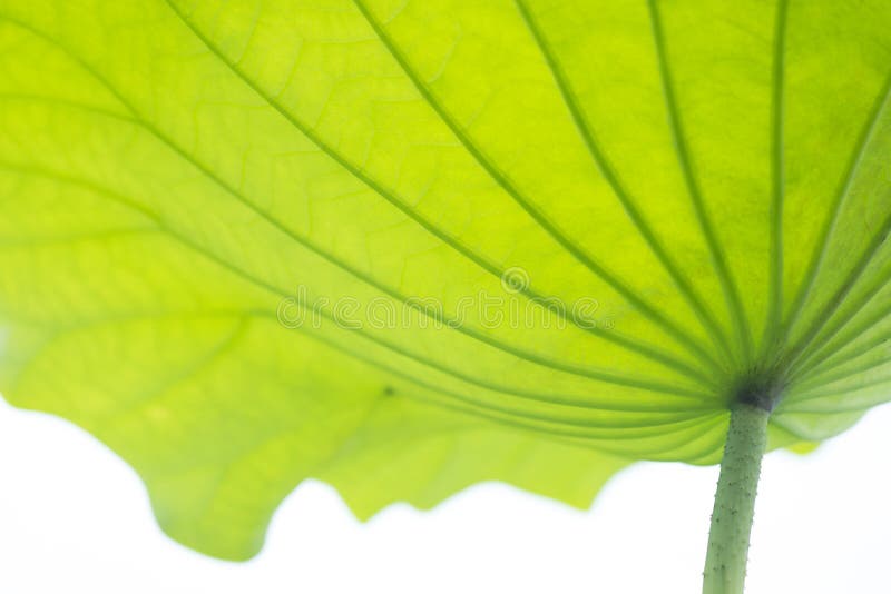 Lotus Leaf Curves and Texture Stock Image - Image of green, original ...