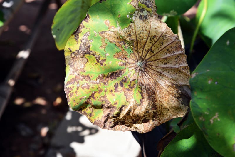 230 Lotus Worm Stock Photos - Free & Royalty-Free Stock Photos from ...