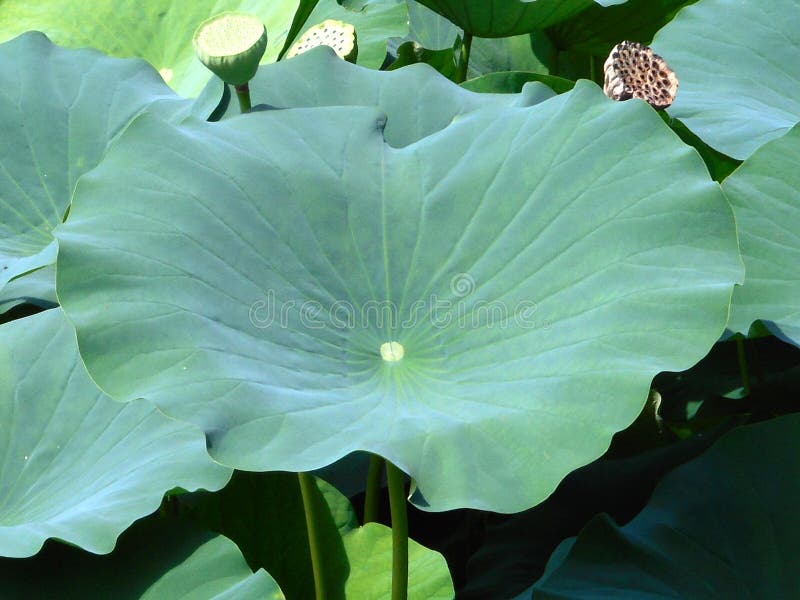 Lotus leaf stock photo. Image of nature, pond, italy - 103255156