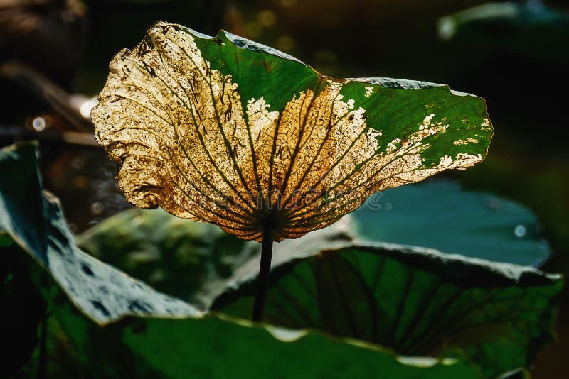 Lotus leaf stock image. Image of dying, lower, lotus - 141191853