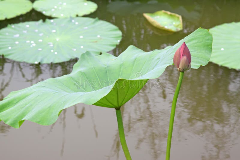 Lotus leaf features stock photo. Image of green, leaf - 364819200