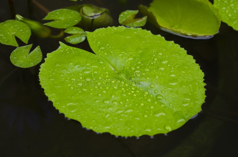 Lotus Leaf Floating on the Water. Stock Image - Image of ornamental ...