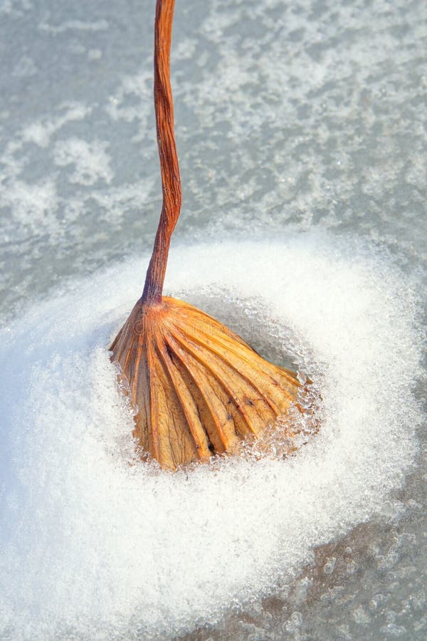 Winter lotus leaf stock photo. Image of cold, close - 170897900
