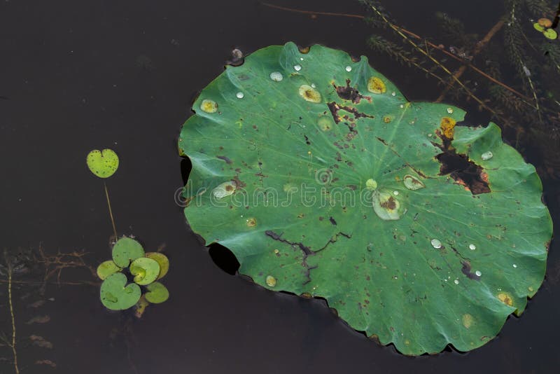 Microscope Lotus Leaf Stock Photos - Free & Royalty-Free Stock Photos ...