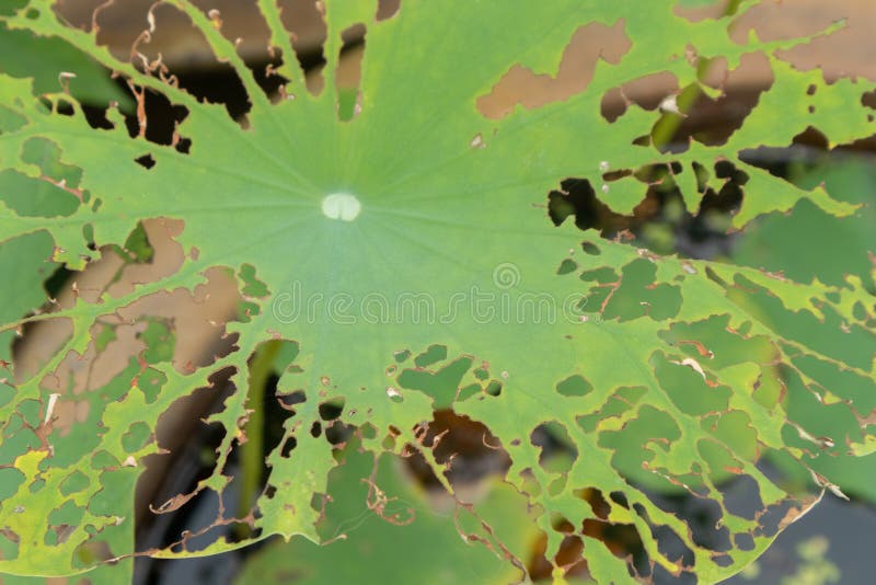 Microscope Lotus Leaf Stock Photos - Free & Royalty-Free Stock Photos ...