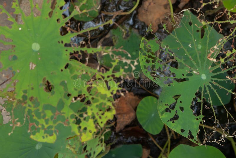 Microscope Lotus Leaf Stock Photos - Free & Royalty-Free Stock Photos ...