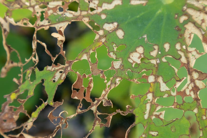 Microscope Lotus Leaf Stock Photos - Free & Royalty-Free Stock Photos ...