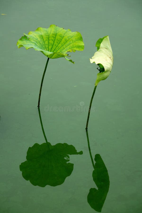 2,098 Inverted Plant Stock Photos - Free & Royalty-Free Stock Photos ...