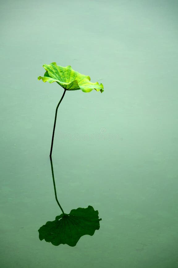 Lotus leaf stock photo. Image of burgeon, botanical, ecology - 41772994