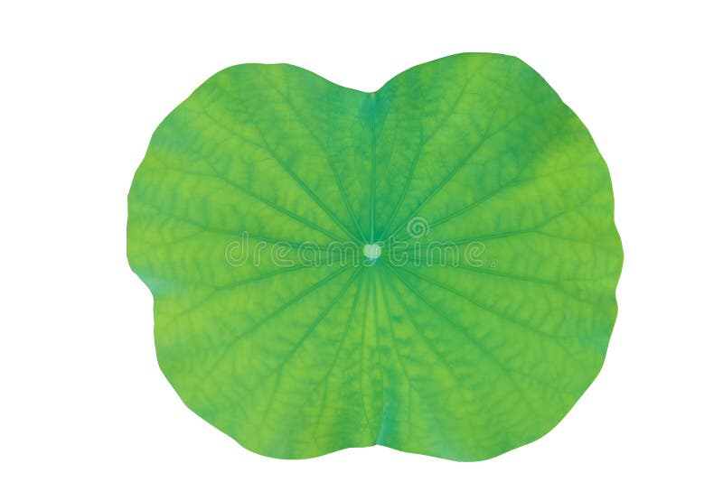 Lotus Leaf Isolate on White Background 库存照片 - 图片 包括有 查出, 聚会所: 165354572
