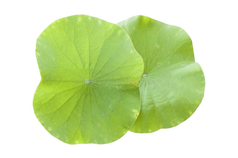 Lotus Leaf Isolated on White Stock Image - Image of aquatic, natural ...