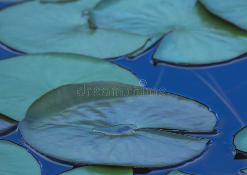The Lotus Leaf Pattern in Pond, the Leaf in Nature Stock Photo - Image ...