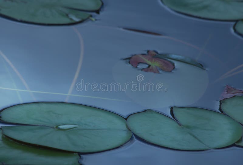 The Lotus Leaf Pattern in Pond, the Leaf in Nature Stock Image - Image ...