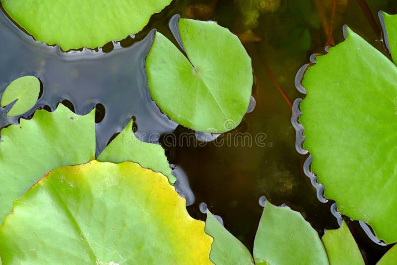 Lotus leaf in a pot stock photo. Image of texture, environment - 57046734