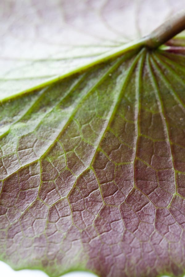 Lotus leaf texture stock photo. Image of natural, spring - 26410448